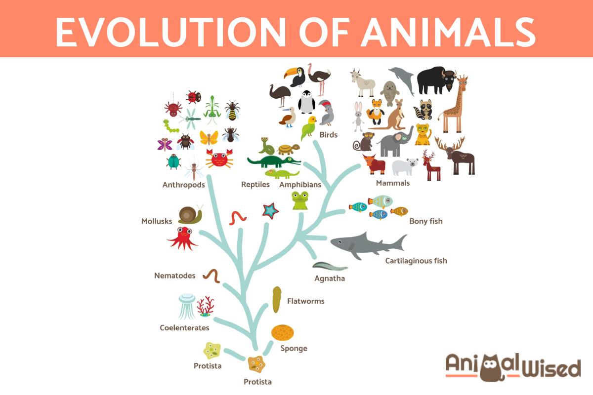 The Origin and Evolution of Animals - What Was the First Animal?