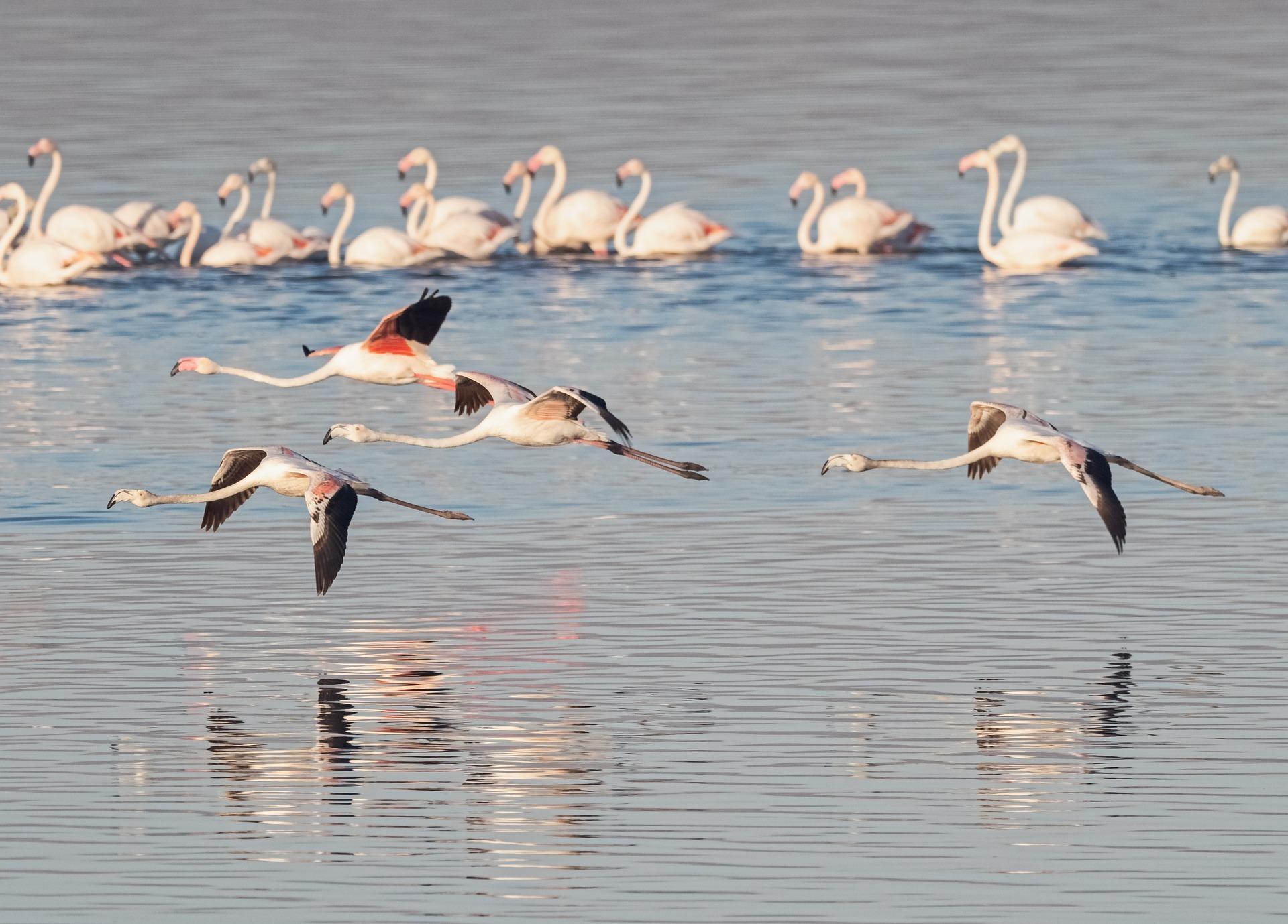 Can Flamingos Fly? - Everything You Need to Know About the Flight of ...