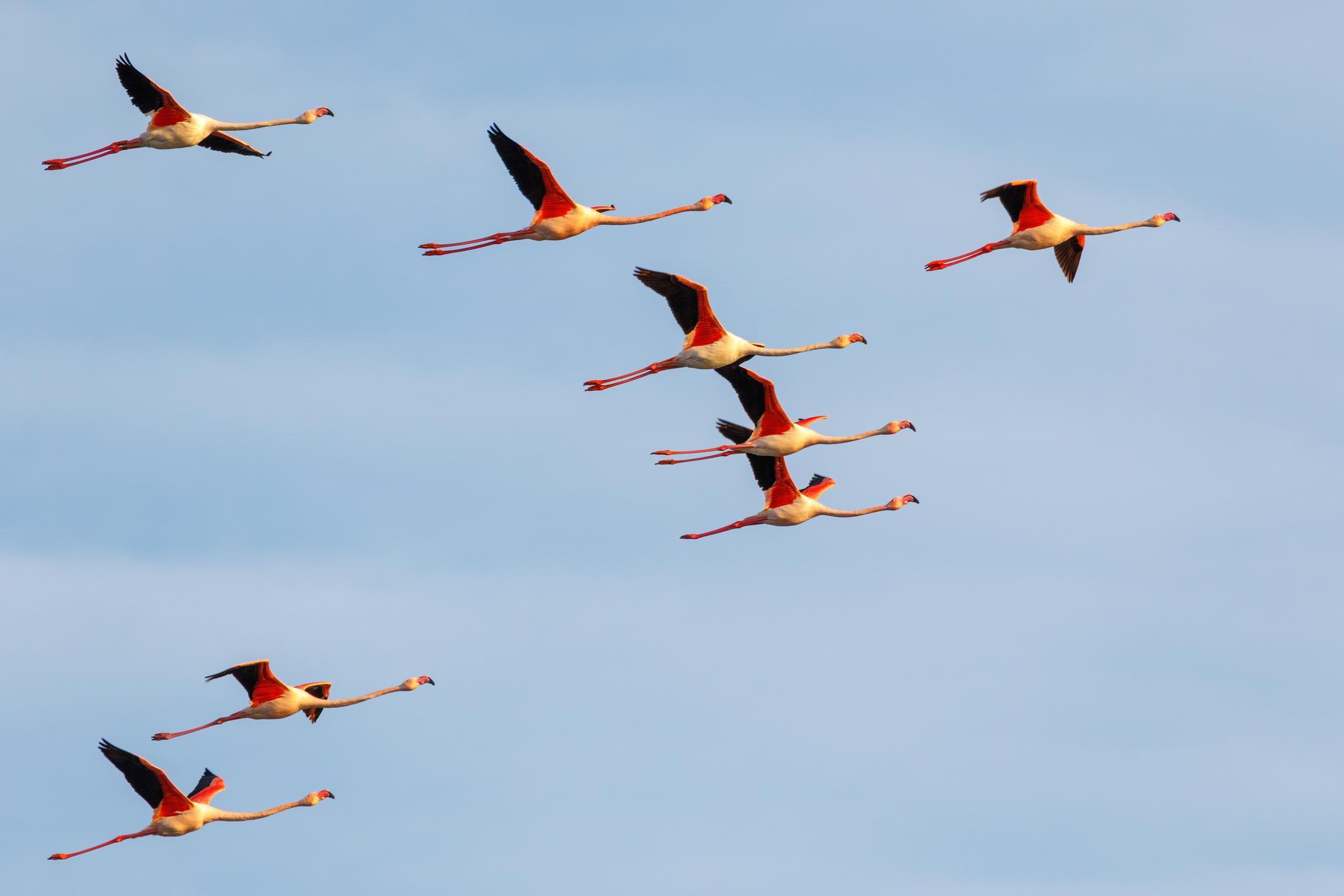 Can Flamingos Fly? - Everything You Need to Know About the Flight of ...