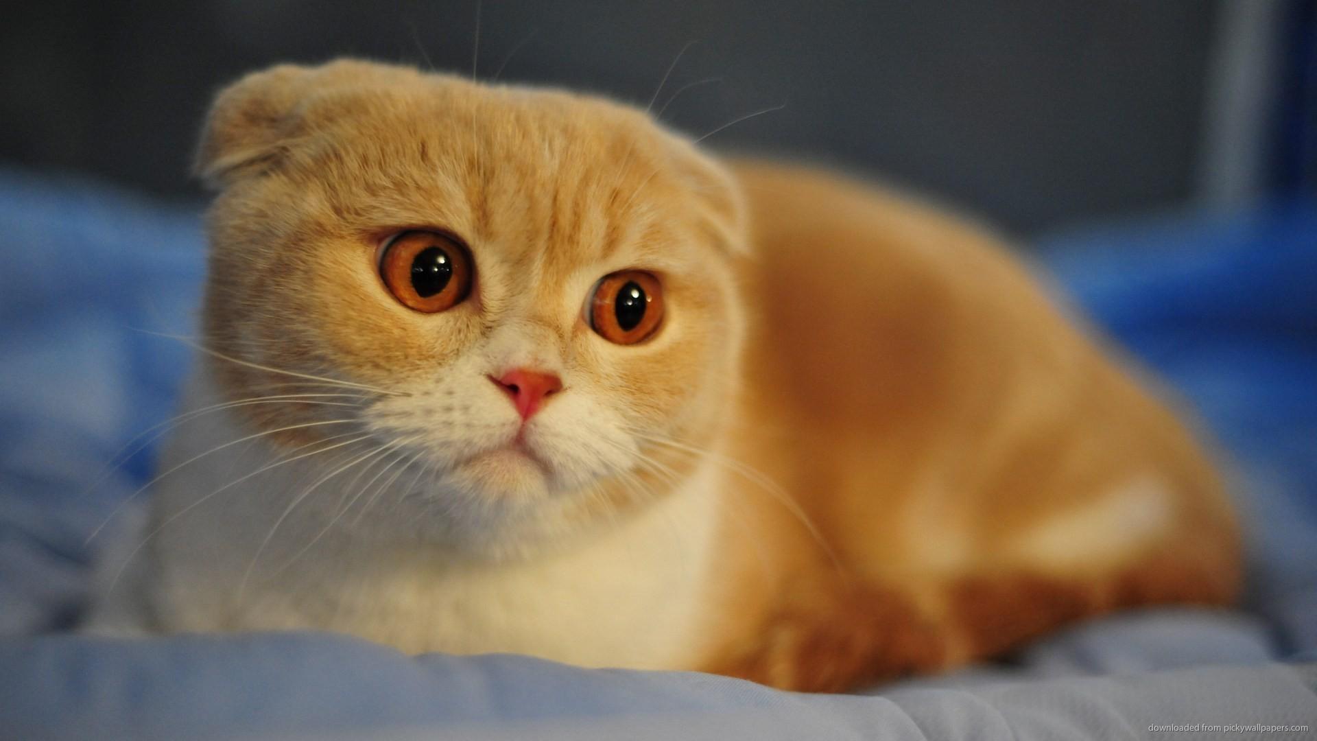 The 10 Most Affectionate Cat Breeds