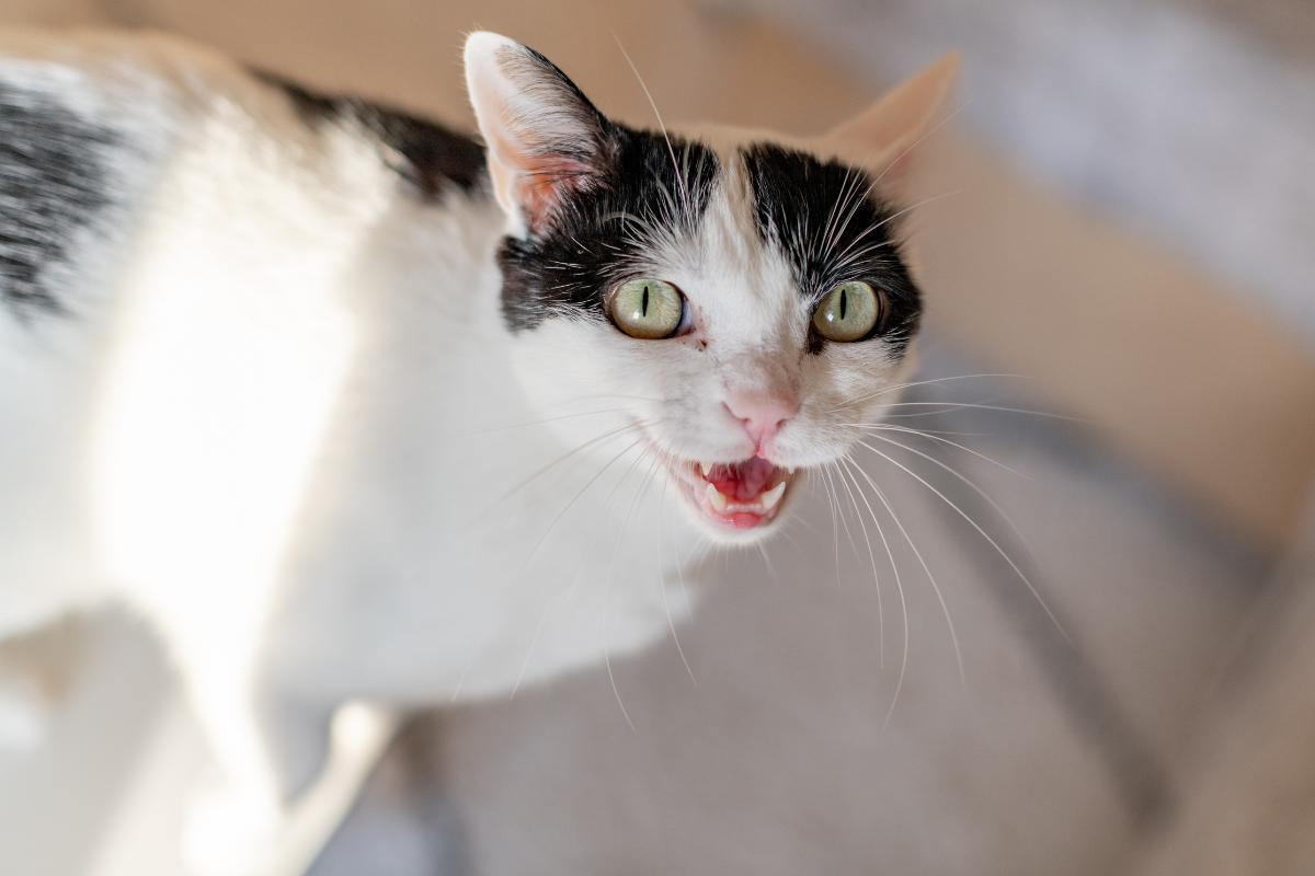 7 Types of Cat meows and Their Meanings