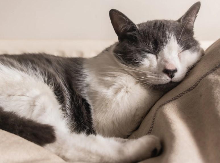How Long Does a Cat Sleep per Day? - Cat Sleep Patterns and Reasons for ...