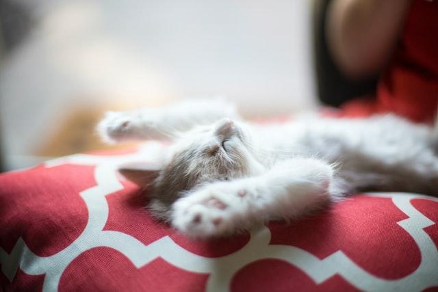 How Long Does a Cat Sleep per Day? - Cat Sleep Patterns and Reasons for ...
