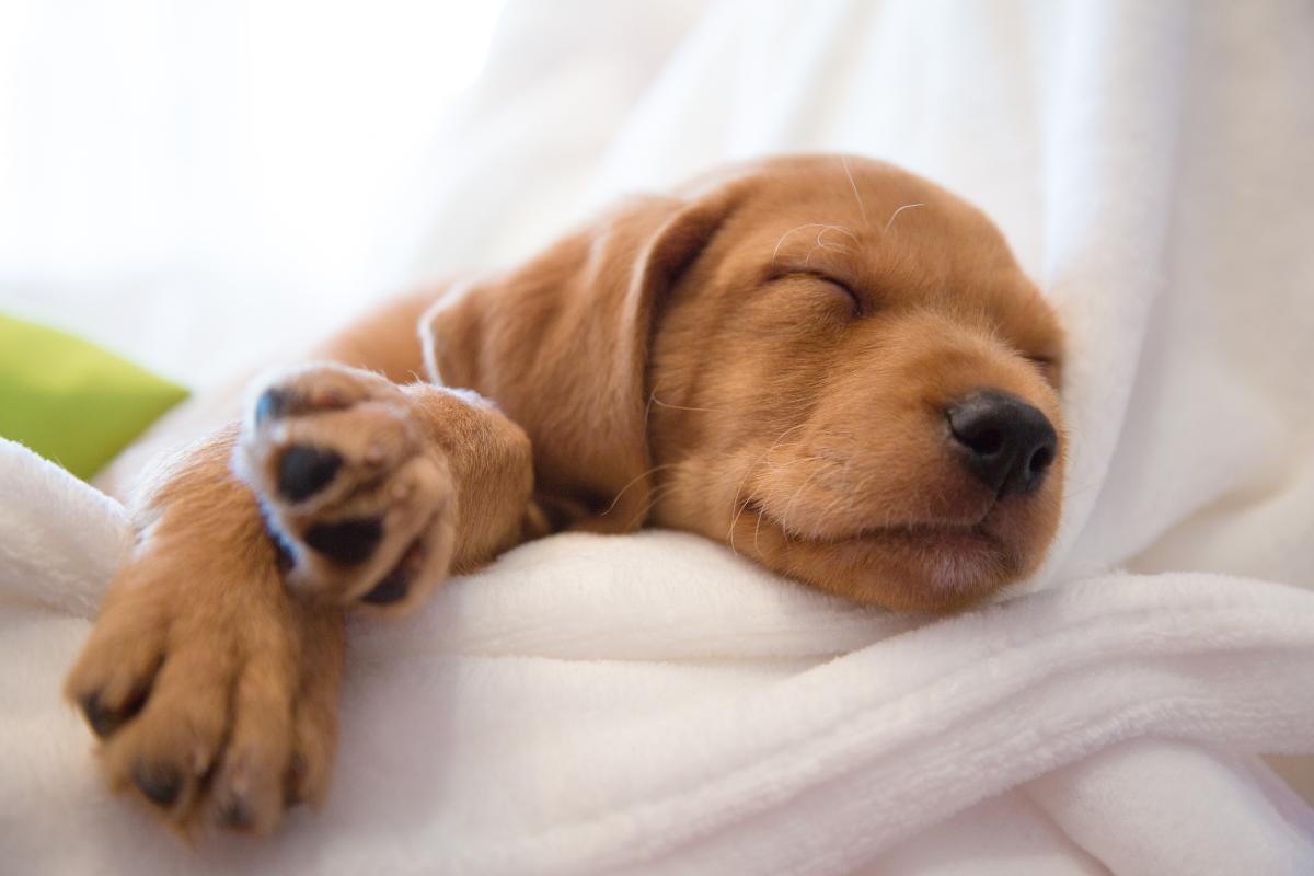 How Many Hours a Day Does a Dog Sleep? - Canine Sleep Cycle