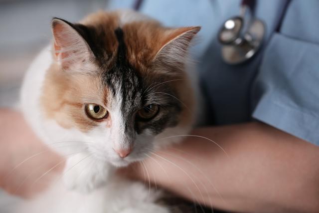 Labored or Rapid Breathing In Cats - Causes, Symptoms and WHAT TO DO!