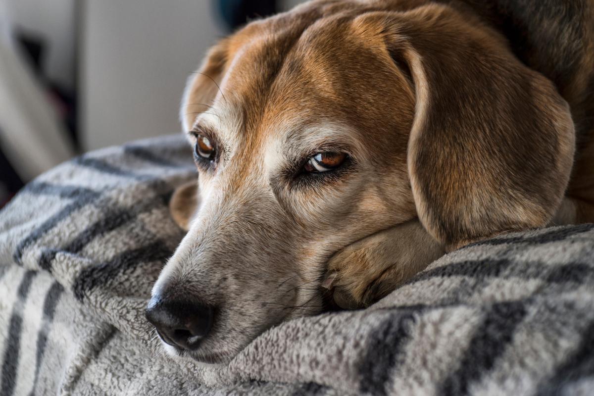 Why My Dog Only Eats From My Hands - 5 Causes and Solutions