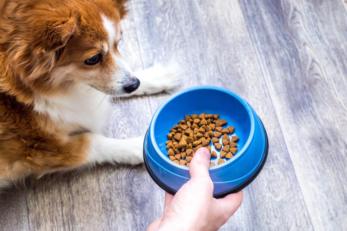Why My Dog Only Eats From My Hands - 5 Causes and Solutions