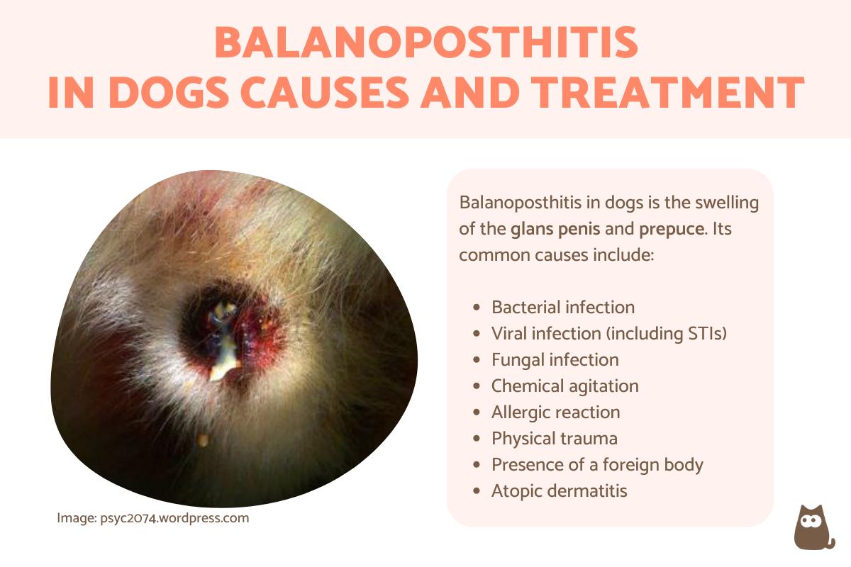 Balanoposthitis in Dogs - Causes, Symptoms and Treatment of Prepuce ...