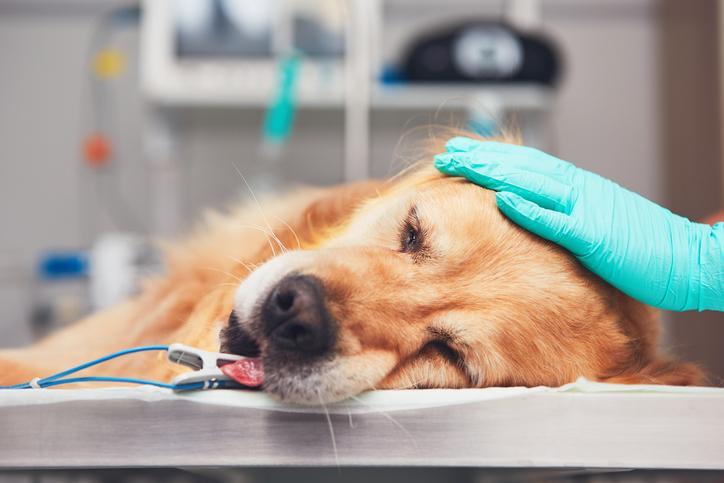 Balanoposthitis in Dogs - Causes, Symptoms and Treatment of Prepuce ...