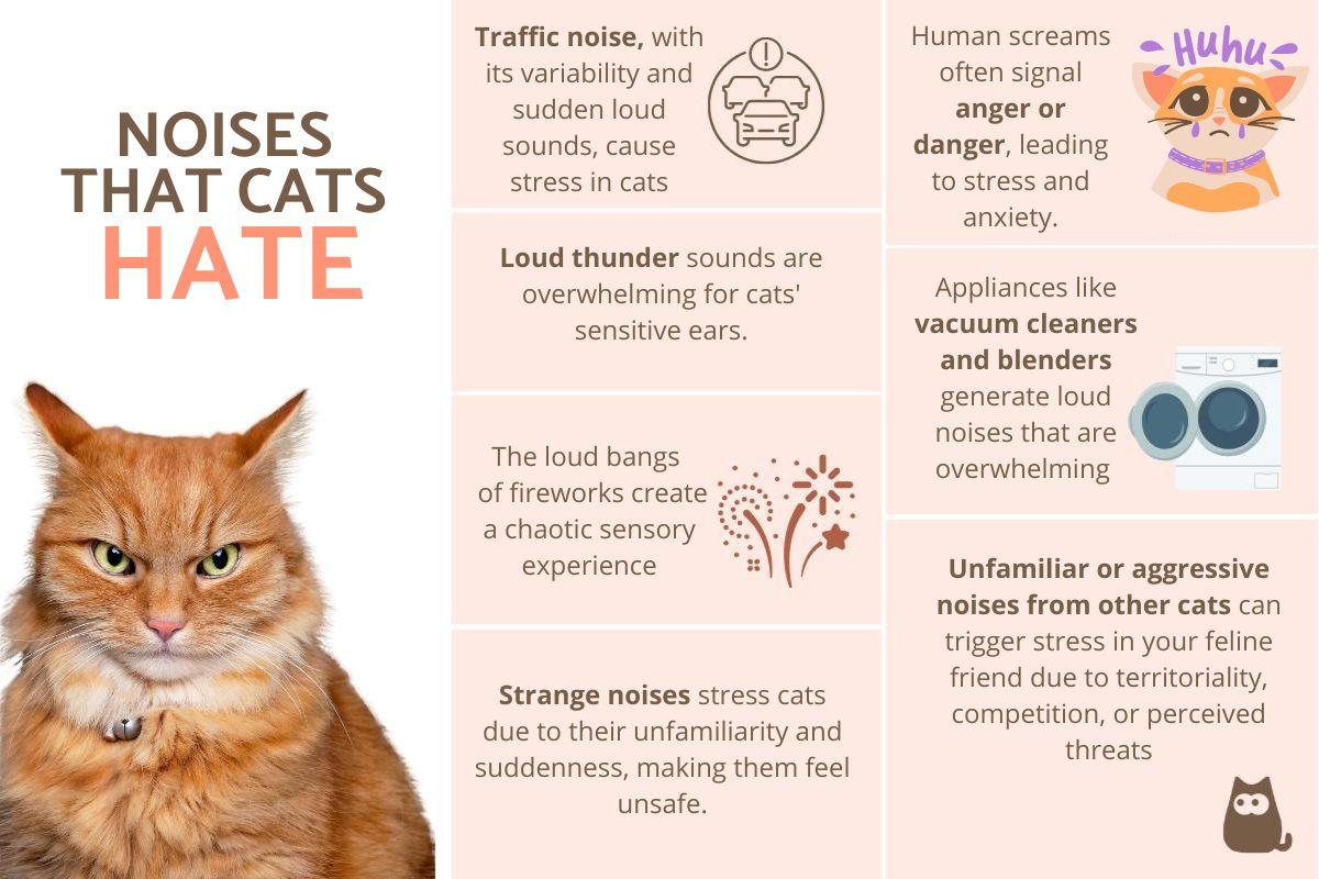 What Noises Do Cats Hate? - 7 Loud Noises Cats Dislike
