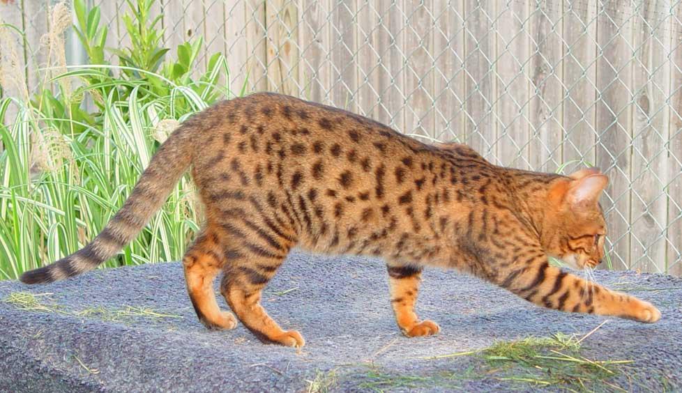 8 Domestic Cat Breeds That Look Like Tigers - With Pictures!