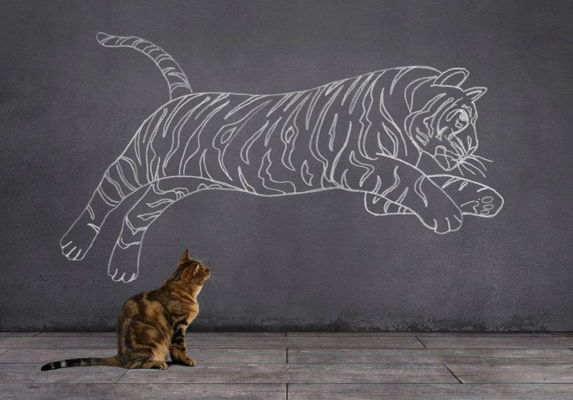 8 Domestic Cat Breeds That Look Like Tigers - With Pictures!