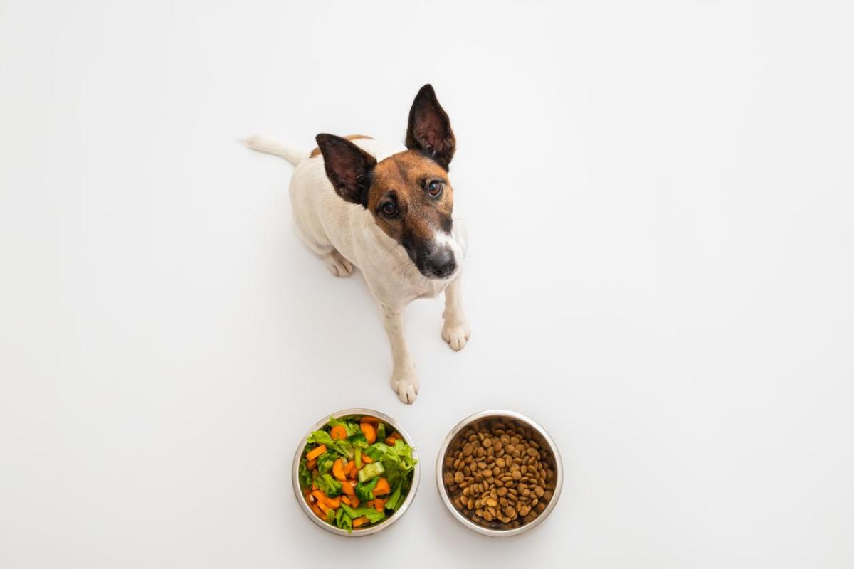 Dietary Fiber for Dogs - Importance, Recommended Foods and Supplements