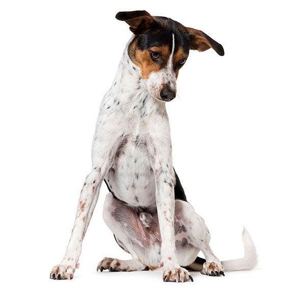 17 Best Spotted Dog Breeds - List with Photos
