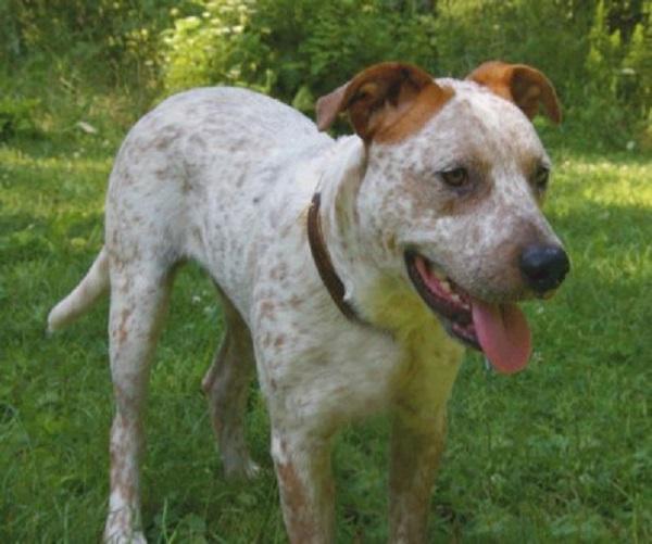 17 Best Spotted Dog Breeds - List with Photos