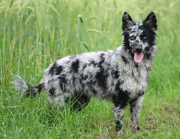 17 Best Spotted Dog Breeds - List with Photos