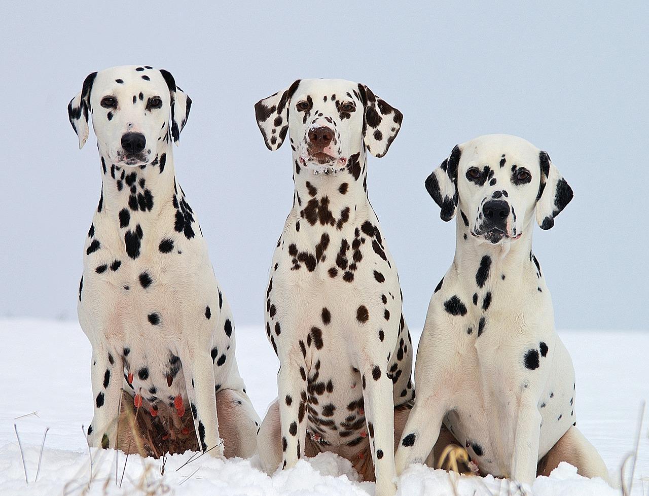 17 Best Spotted Dog Breeds - List with Photos
