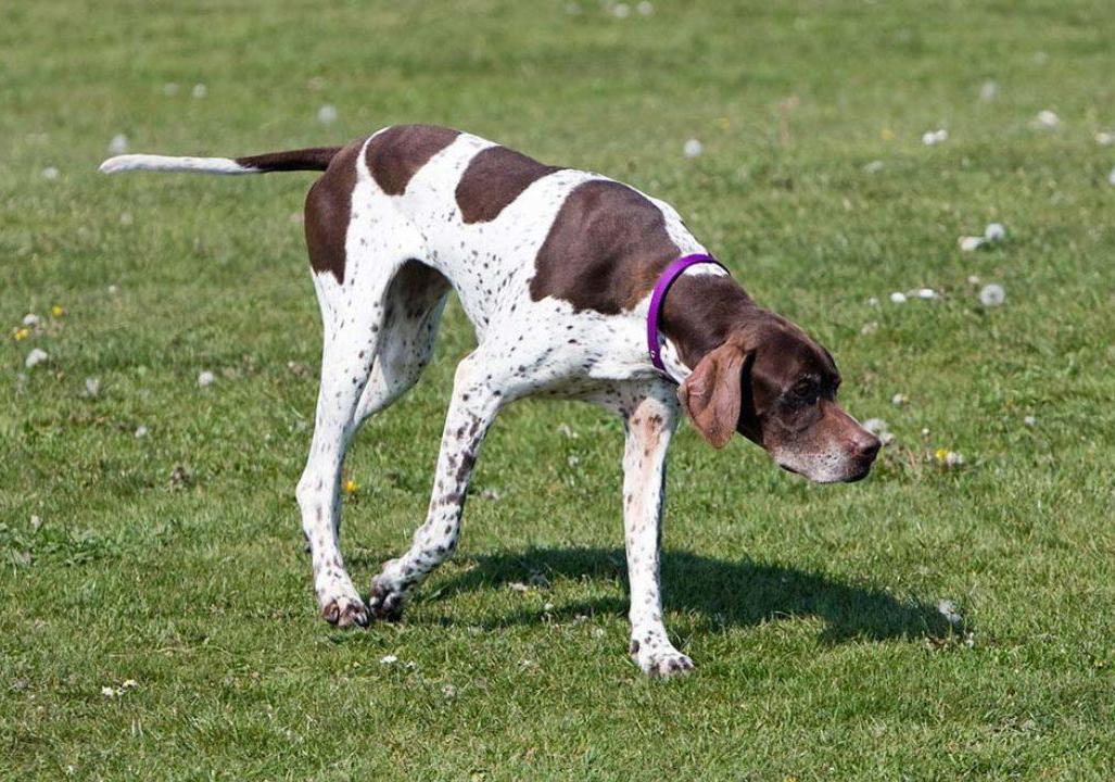 17 Best Spotted Dog Breeds - List with Photos
