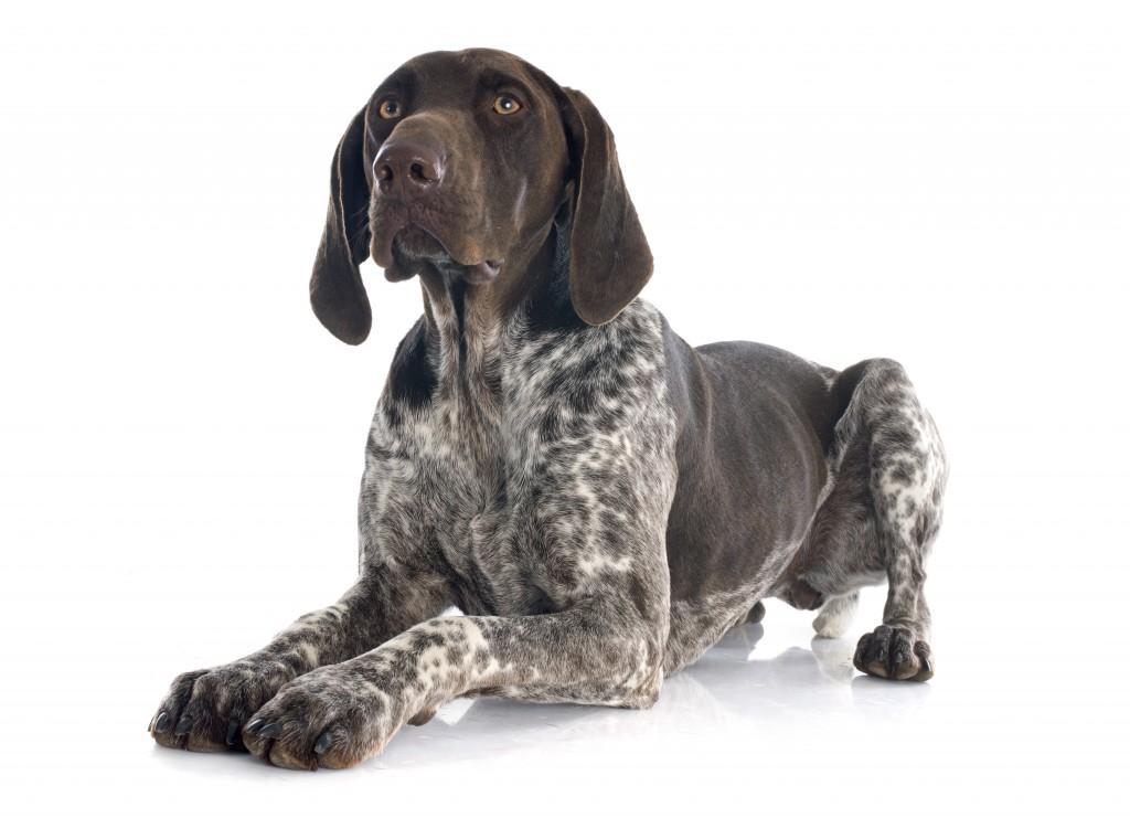17 Best Spotted Dog Breeds - List with Photos