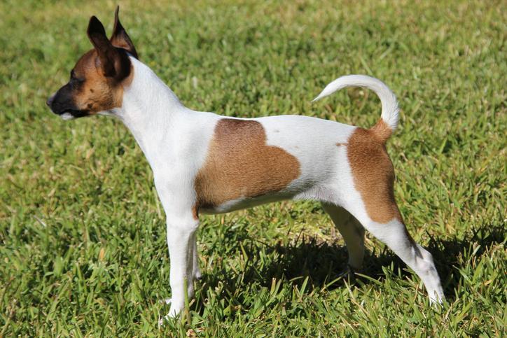 17 Best Spotted Dog Breeds - List with Photos