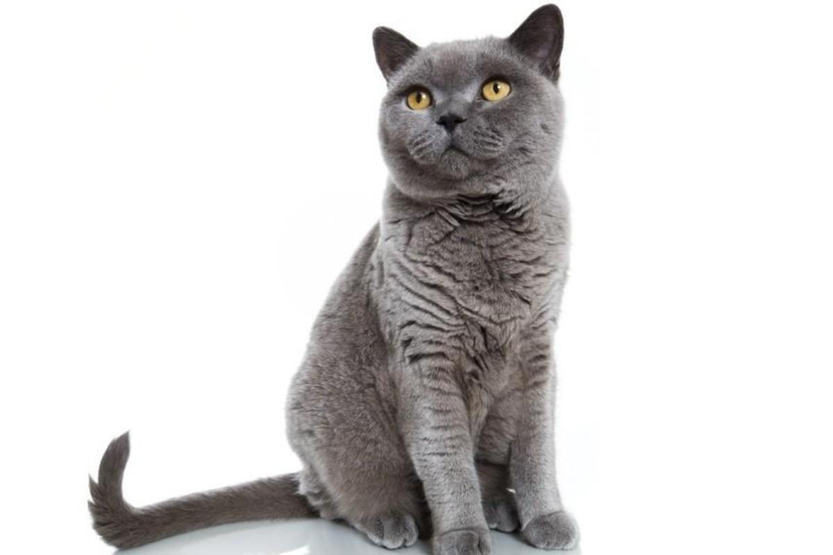 10 Flat-Faced Cat Breeds - Cats With a Squished Face With Photos