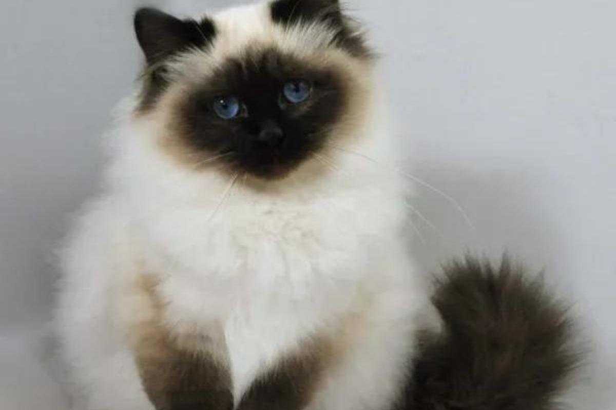 10 Flat-Faced Cat Breeds - Cats With a Squished Face With Photos