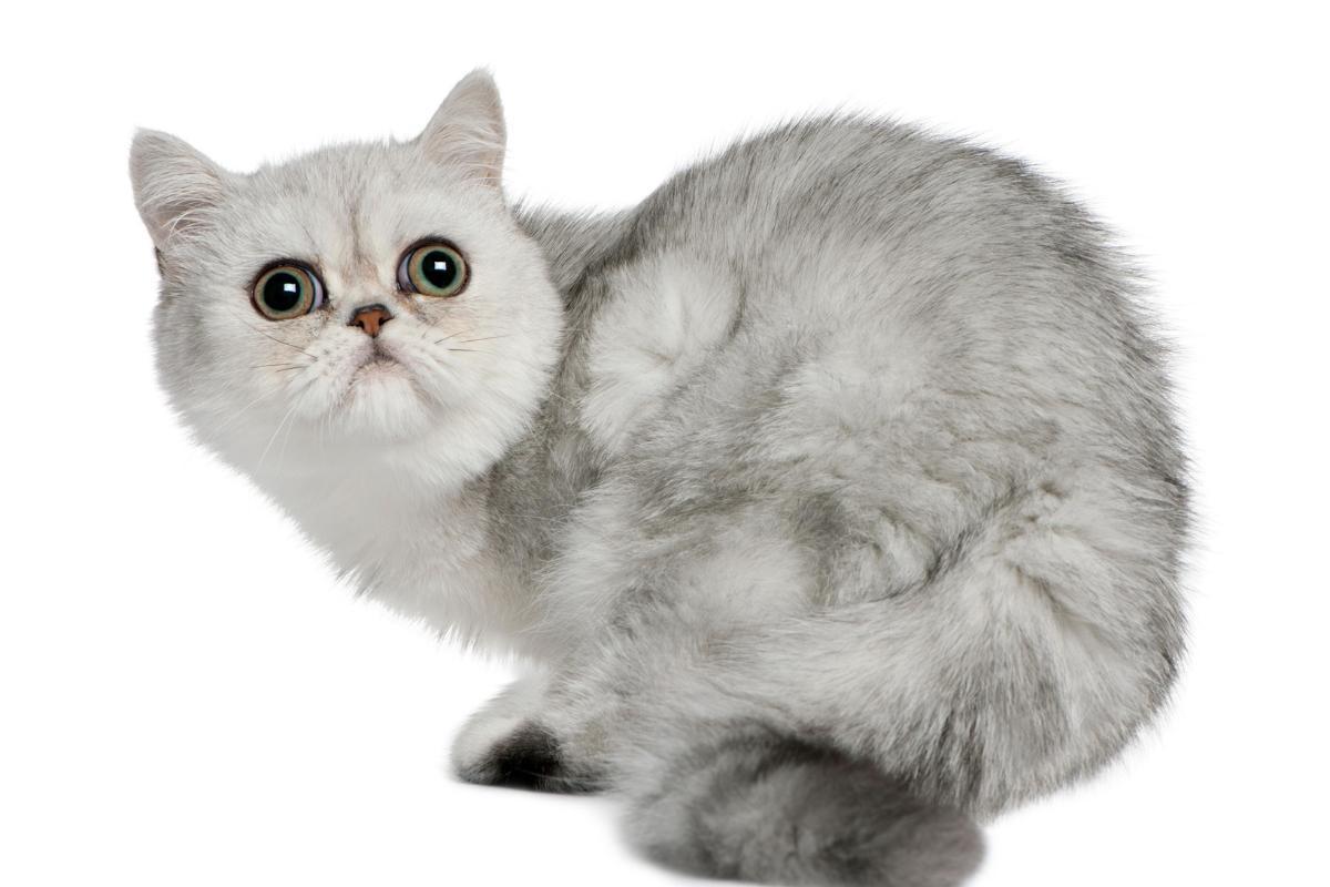 10 Flat-Faced Cat Breeds - Cats With a Squished Face With Photos