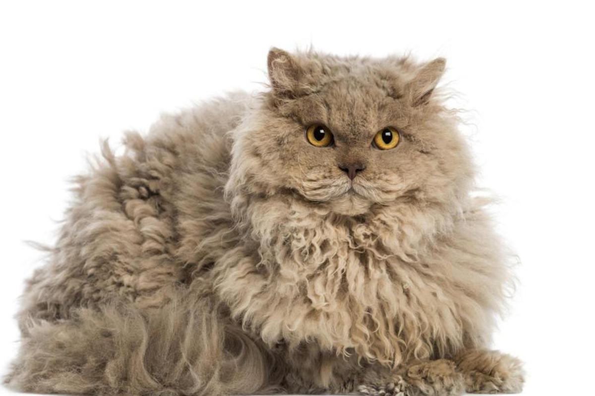 10 Flat-Faced Cat Breeds - Cats With a Squished Face With Photos