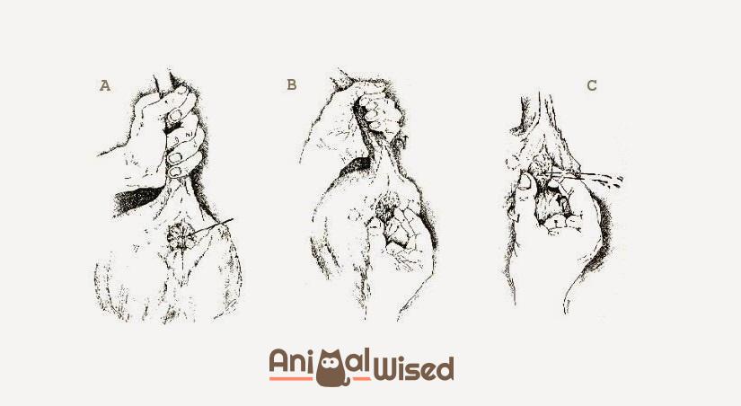 Expressing Glands in Cats - Step by Step Guide
