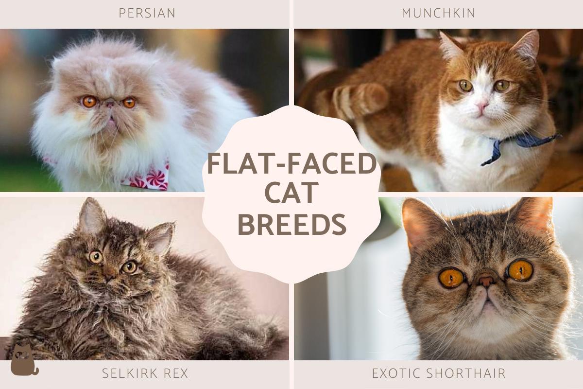 10 Flat-Faced Cat Breeds - Cats With a Squished Face With Photos