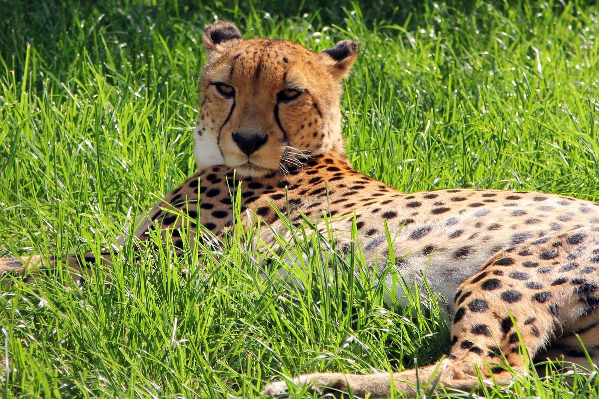 Different Types of Cheetahs - Cheetah Subspecies