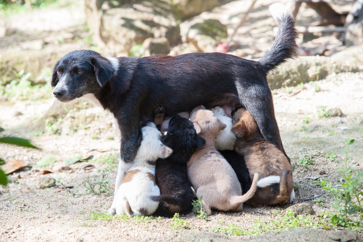 Eclampsia or Milk Fever in Dogs - Causes, Symptoms and Treatment