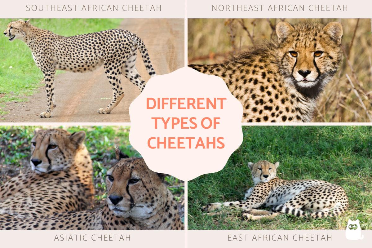 Different Types of Cheetahs - Cheetah Subspecies