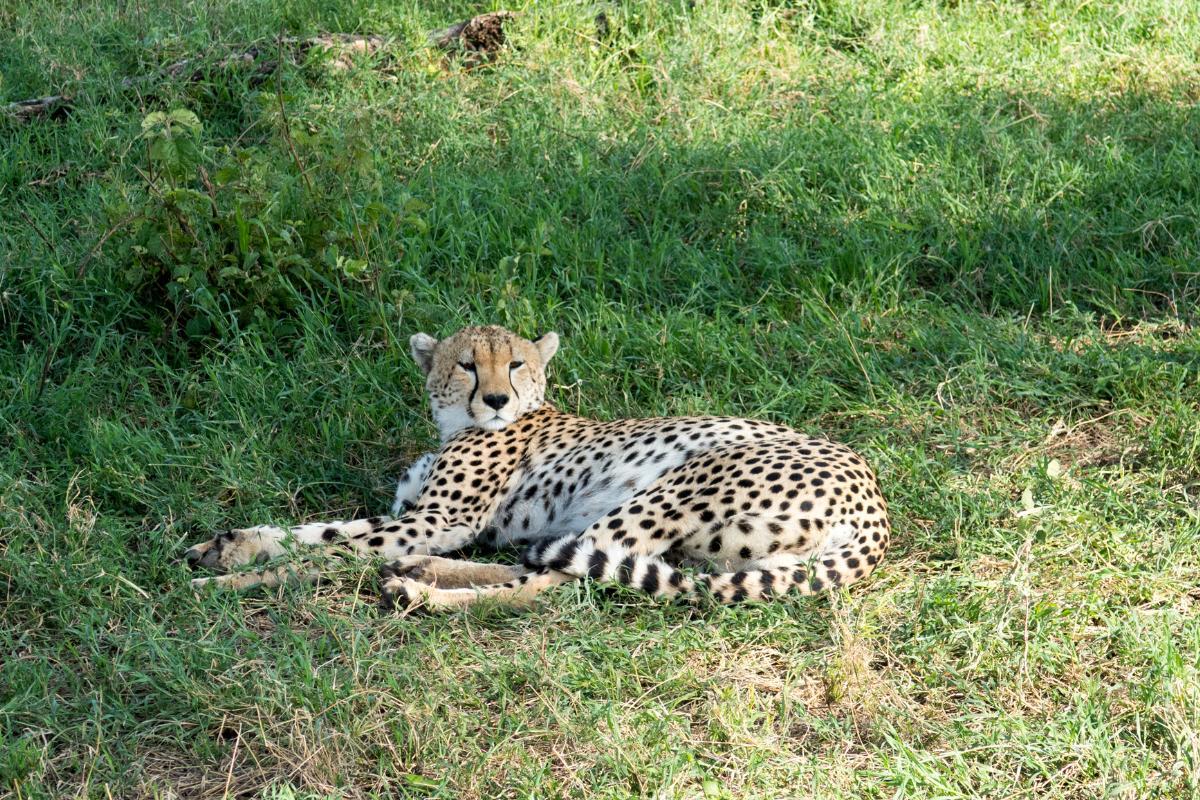 Different Types of Cheetahs - Cheetah Subspecies