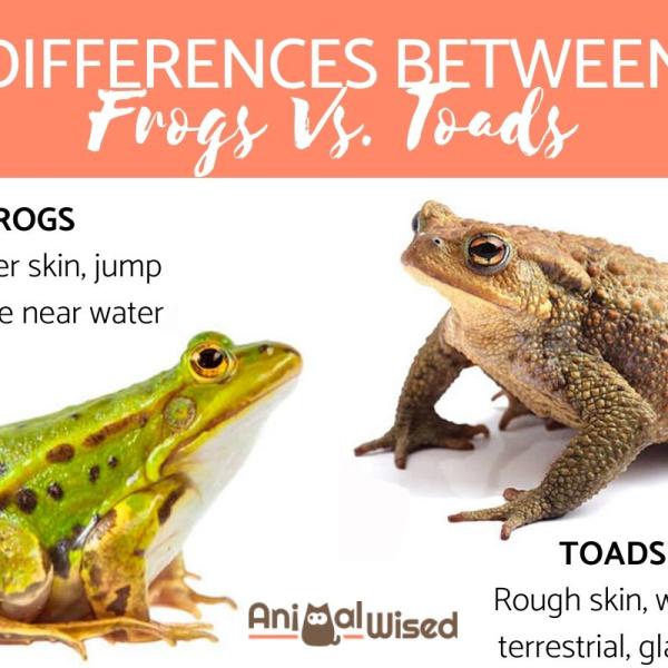 Difference Between Frog And Toad In Tabular Form