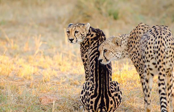 Different Types of Cheetahs - Cheetah Subspecies