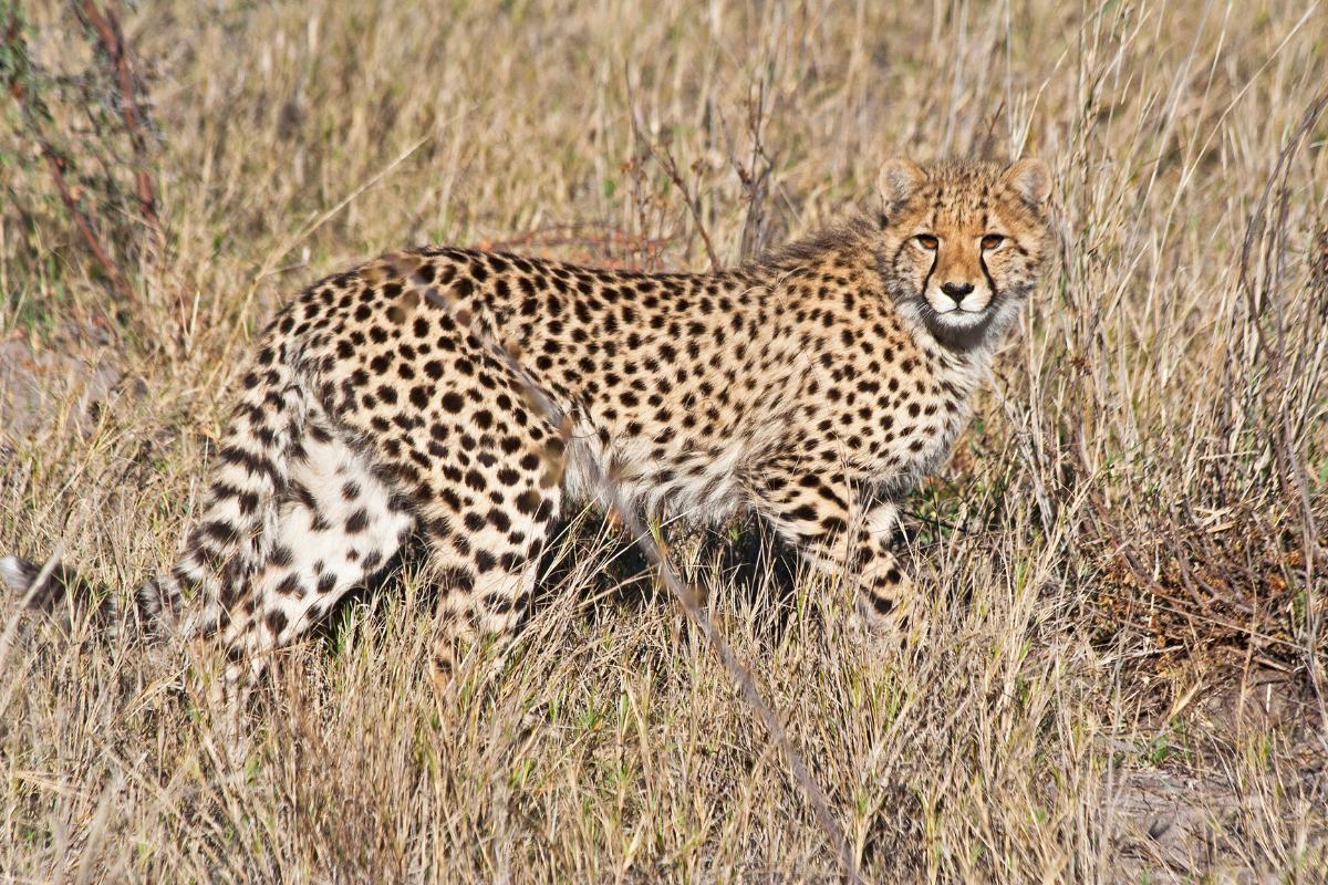 Different Types of Cheetahs - Cheetah Subspecies