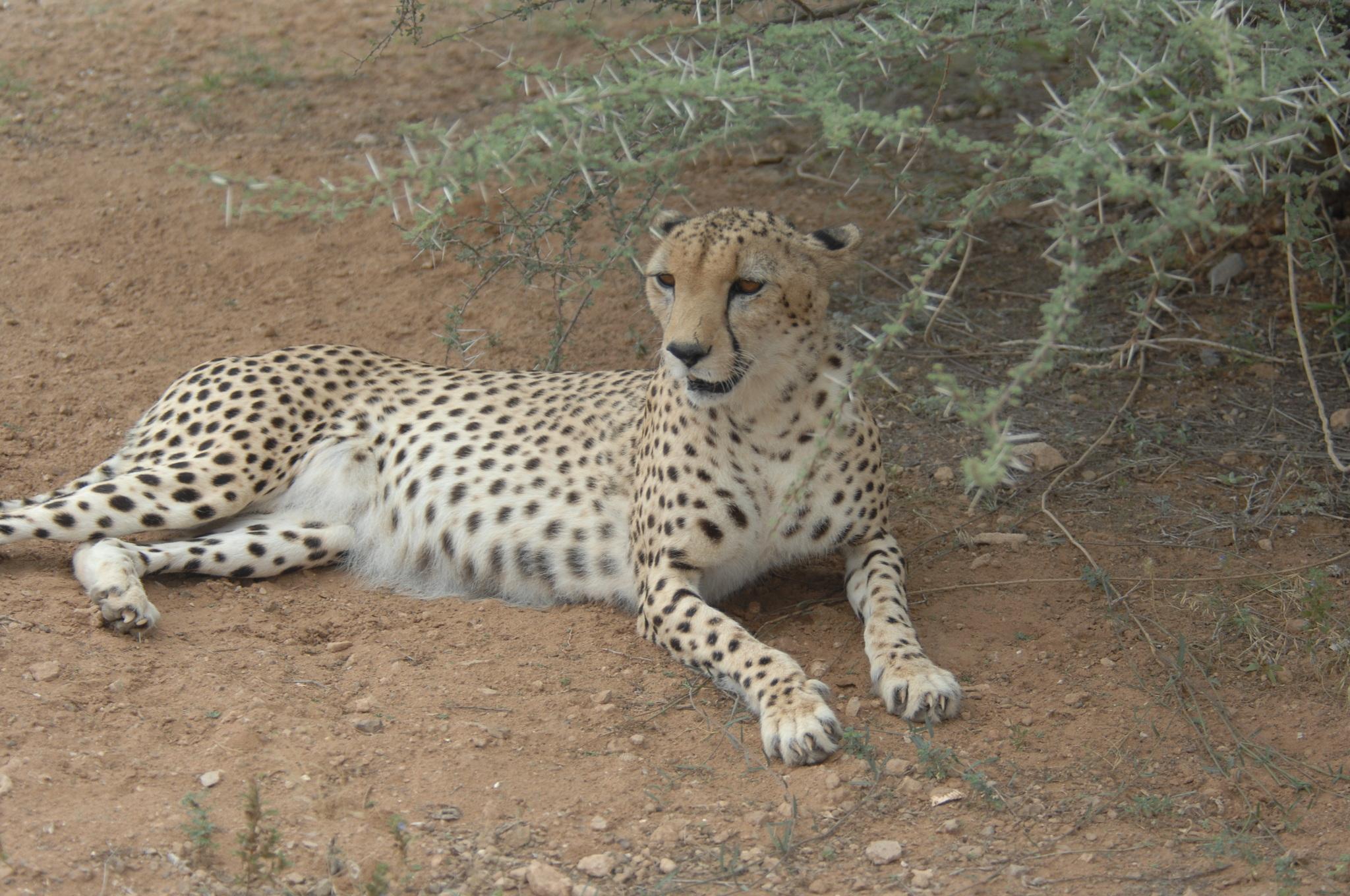 Different Types of Cheetahs - Cheetah Subspecies