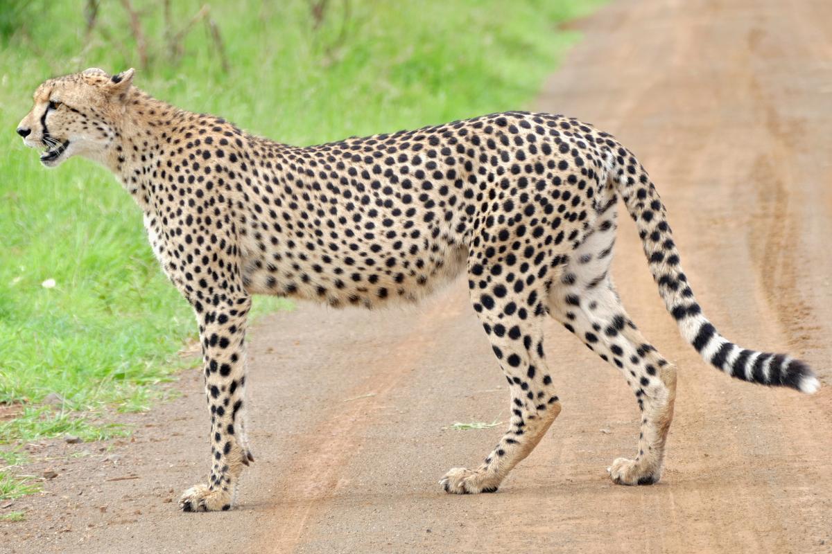 Different Types of Cheetahs - Cheetah Subspecies
