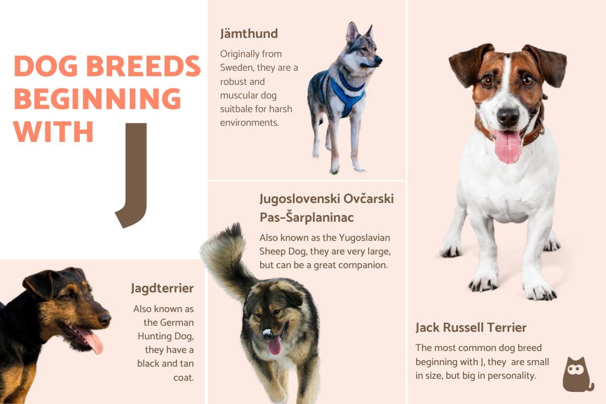 Dog Breeds Beginning With J - Purebred and Crossbreeds