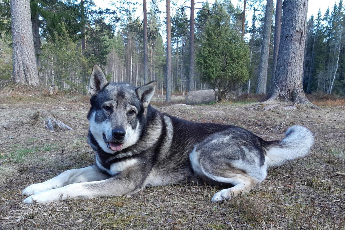 Dog Breeds Beginning With J - Purebred and Crossbreeds