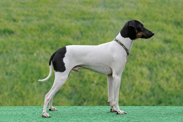 Dog Breeds Beginning With J - Purebred and Crossbreeds