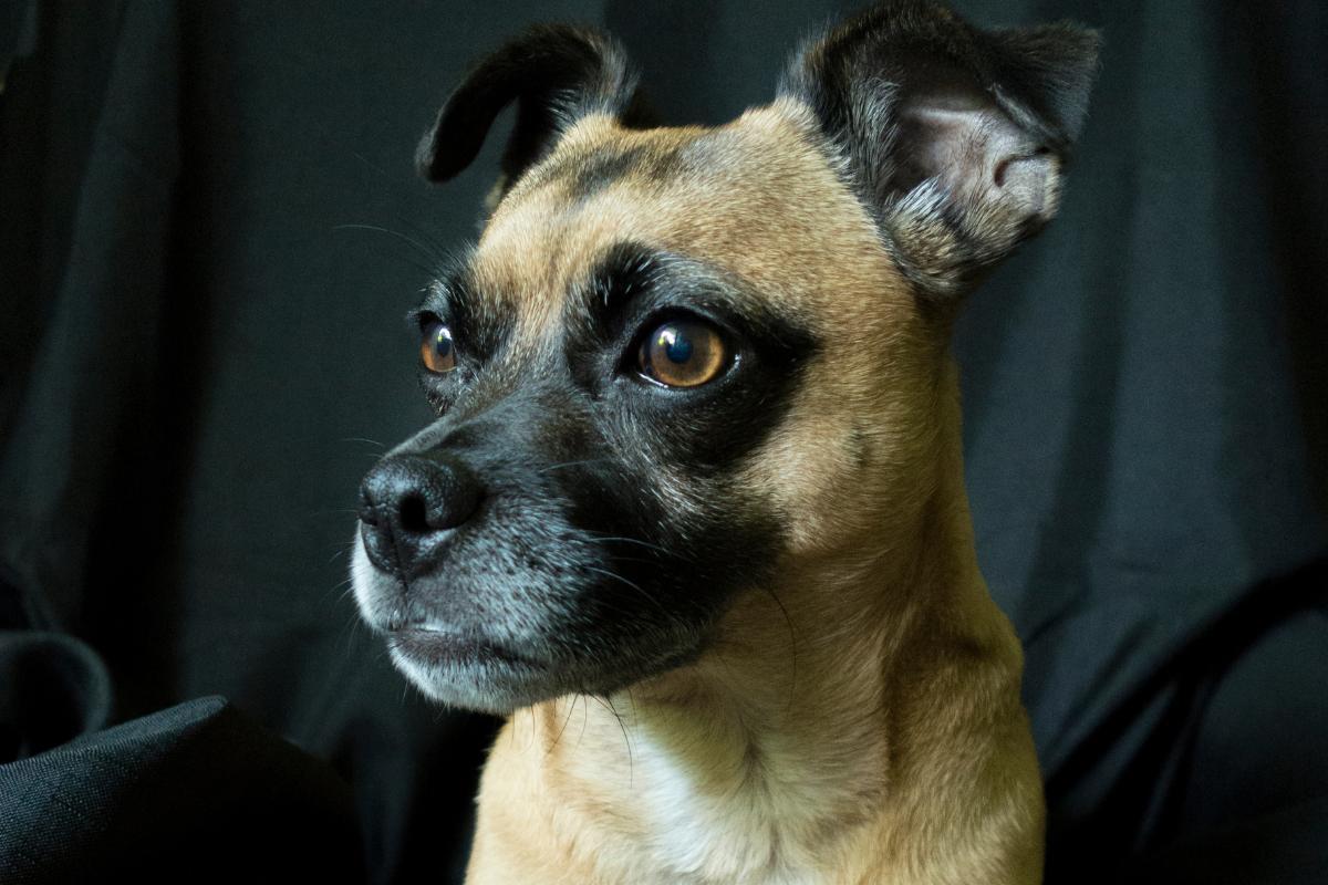 Dog Breeds Beginning With J - Purebred and Crossbreeds