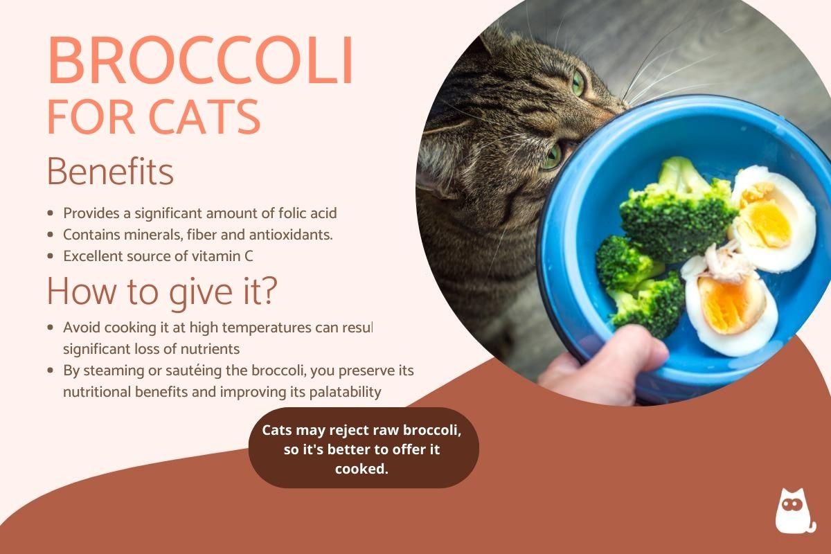 Can Cats Eat Broccoli? - Benefits, Quantity and How to Offer It