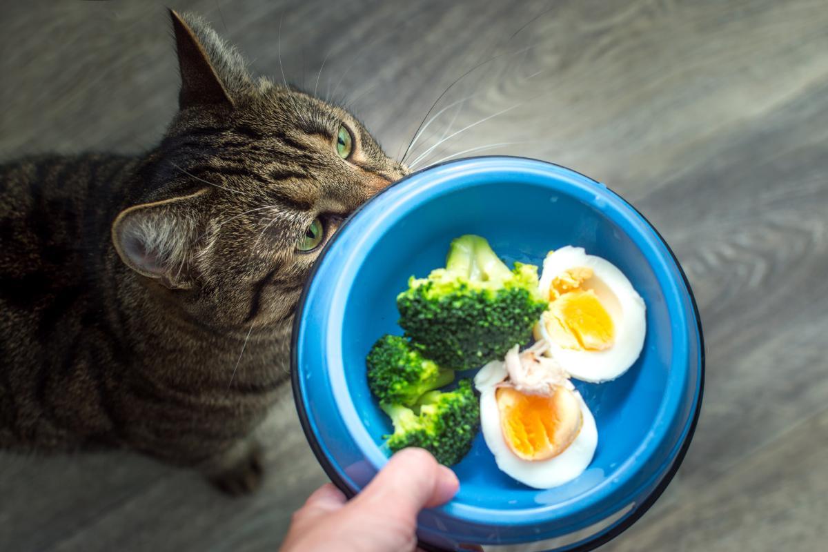 Can Cats Eat Broccoli? - Benefits, Quantity and How to Offer It