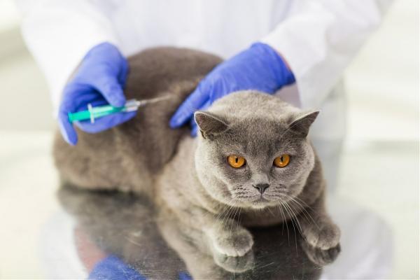 Fibrosarcoma in Cats - Causes, Symptoms and Treatment