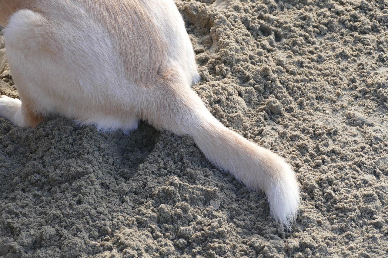 My Dog Keeps Biting His Bum And Tail - Causes, What to Do & How to Stop it!