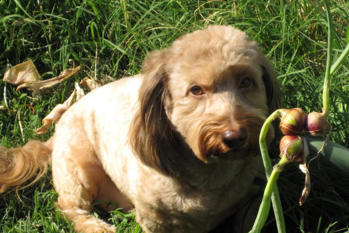 Onion Poisoning in Dogs - Symptoms, Treatment and Prevention