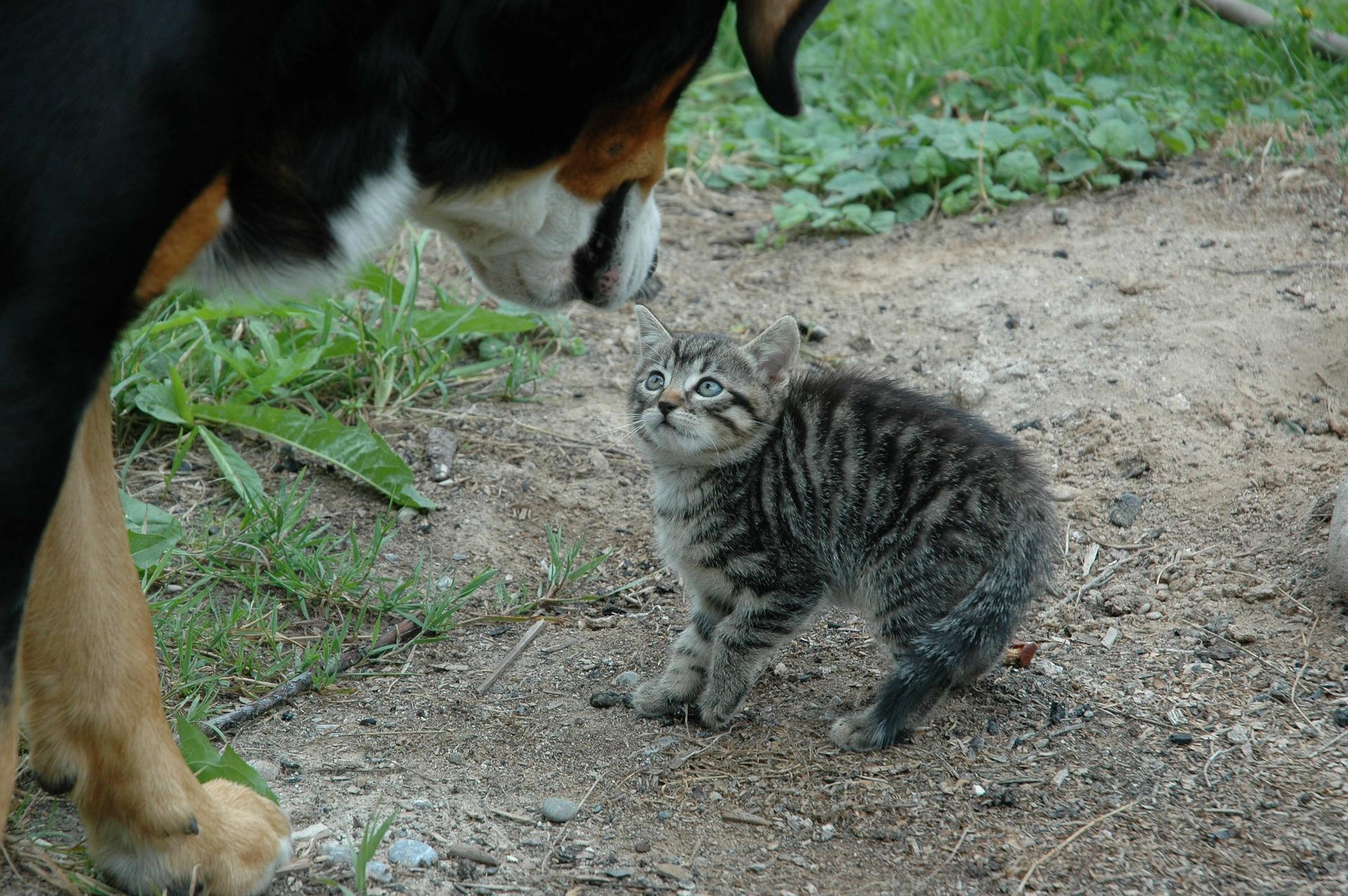 10 Things Cats are Scared Of - Causes of Fear and Anxiety