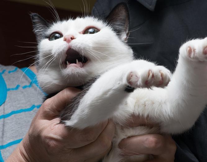 10 Things Cats are Scared Of - Causes of Fear and Anxiety